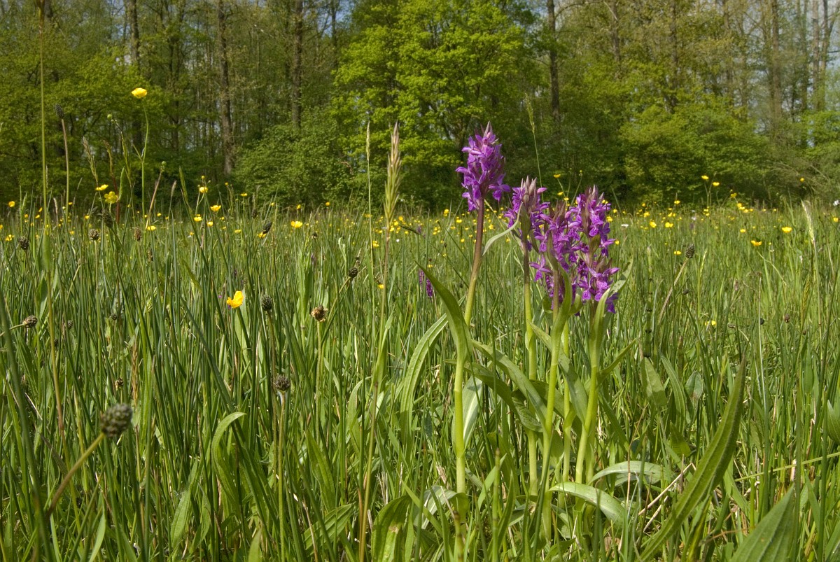 Dactylorhiza majalis, Broad-leaved Marsh-orchid